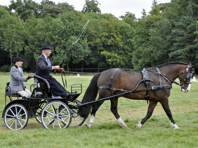 2016 - National Carriage Driving Championships - Bennington Carriages