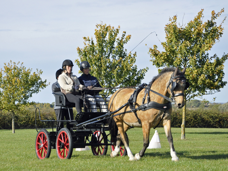 Introduction to Carriage Driving Photos - Bennington Carriages