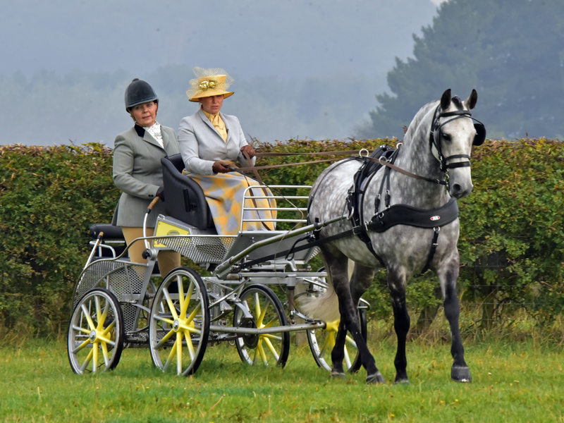Bennington Carriages - Osberton Driving Trials 2019 - Bennington Carriages