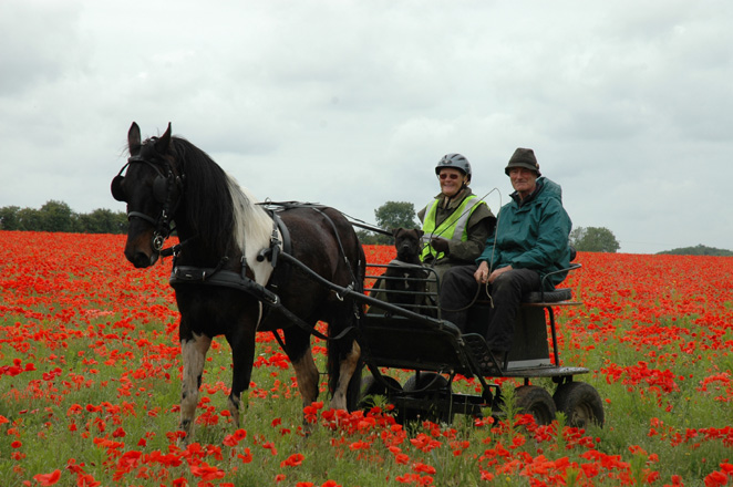 Fun Bug - Owners Stable - Bennington Carriages
