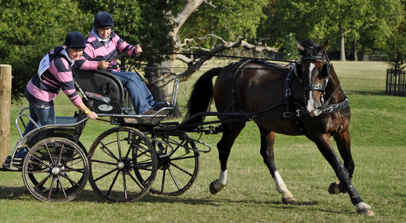 2010 National Carriage Driving Championships - Bennington Carriages