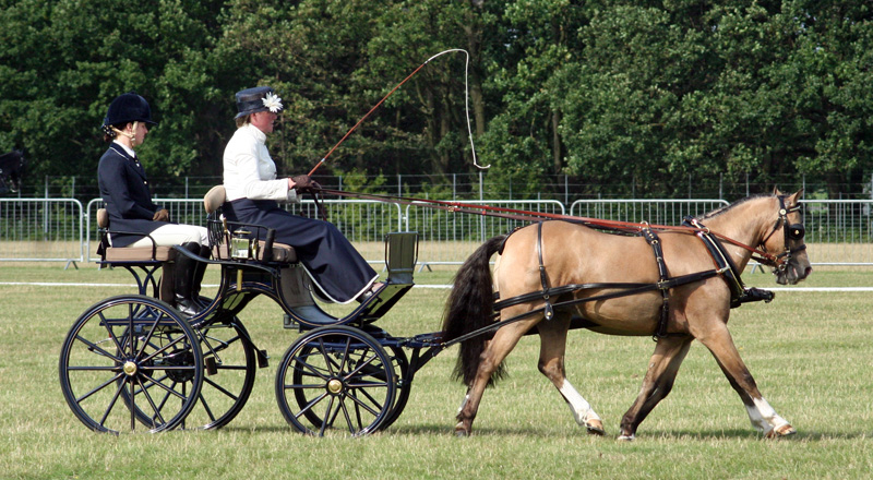 2010 National Carriage Driving Championships - Bennington Carriages