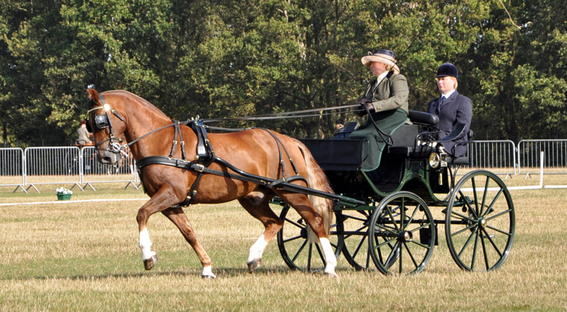 2009 National Carriage Driving Championships - Bennington Carriages