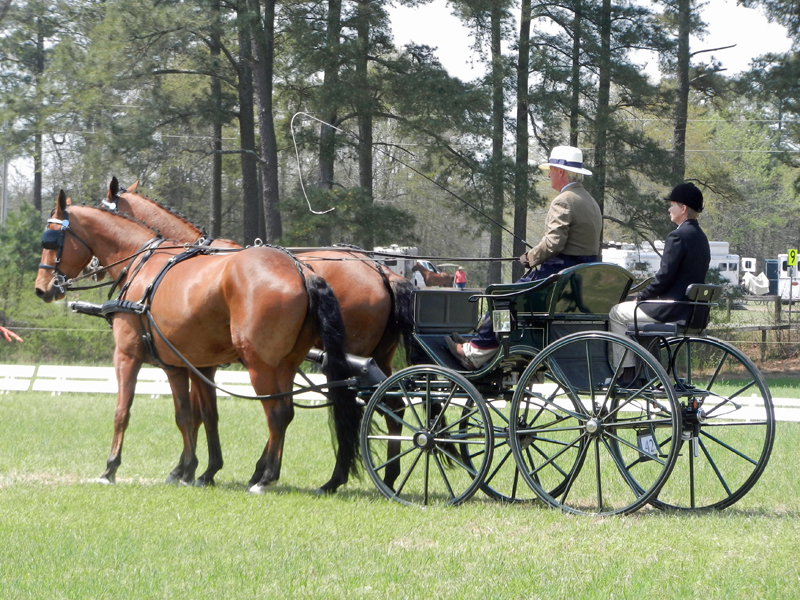 Carriage Driving - October 2014 - Bennington Carriages